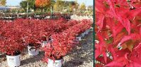 Kodiak® Orange Bush Honeysuckle | Johnson's Nursery | KB