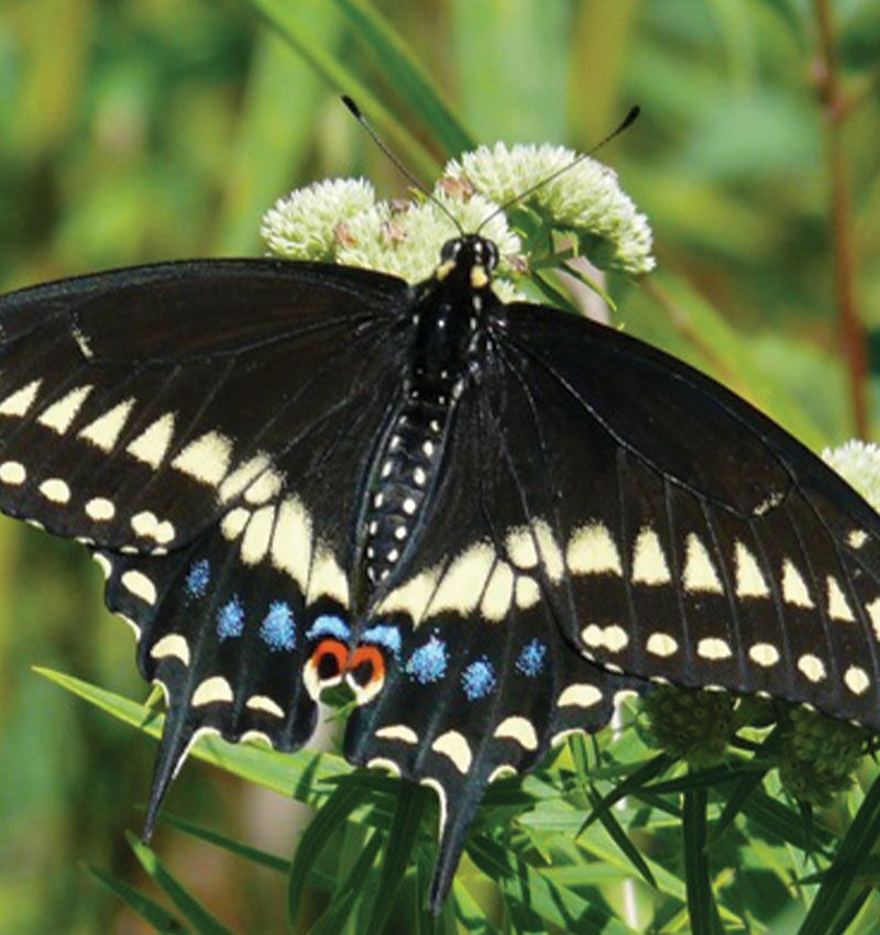 6 Native Groundcovers for Pollinators | Johnson's Nursery | KB