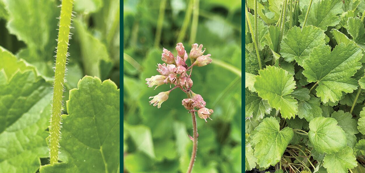 Prairie Alumroot | Johnson's Nursery | KB