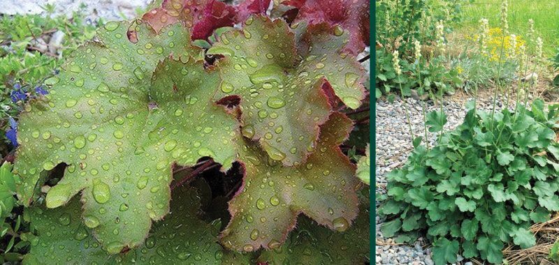 Prairie Alumroot | Johnson's Nursery | KB