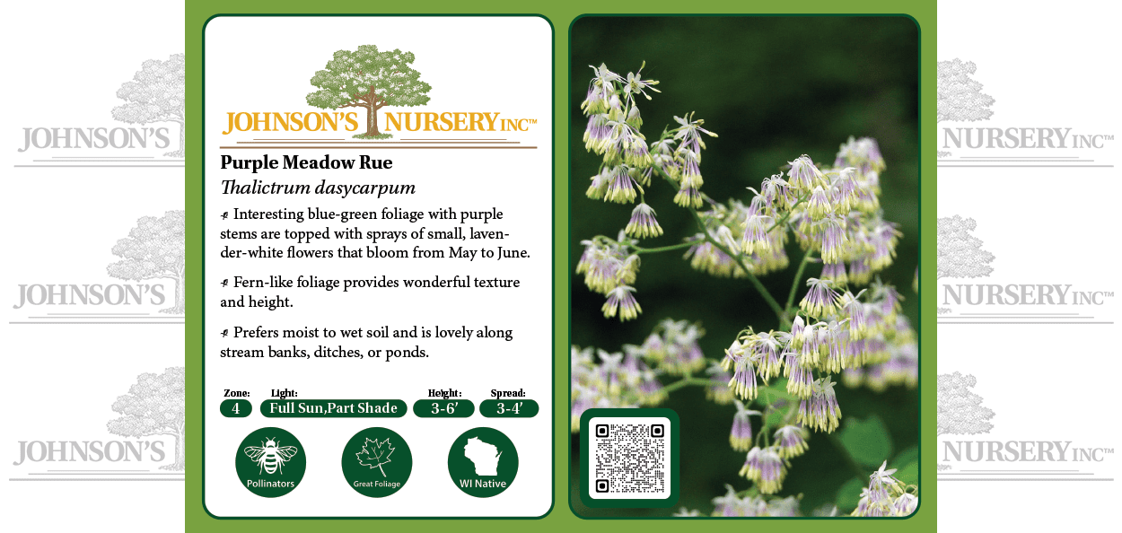 Purple Meadow Rue | Johnson's Nursery | KB