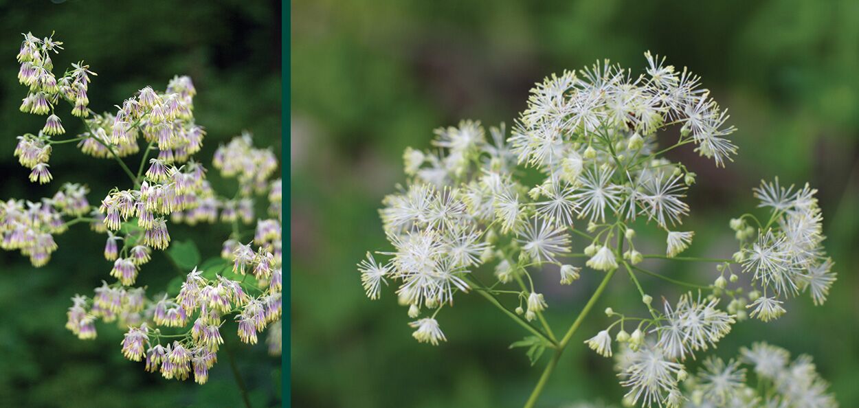 Purple Meadow Rue | Johnson's Nursery | KB