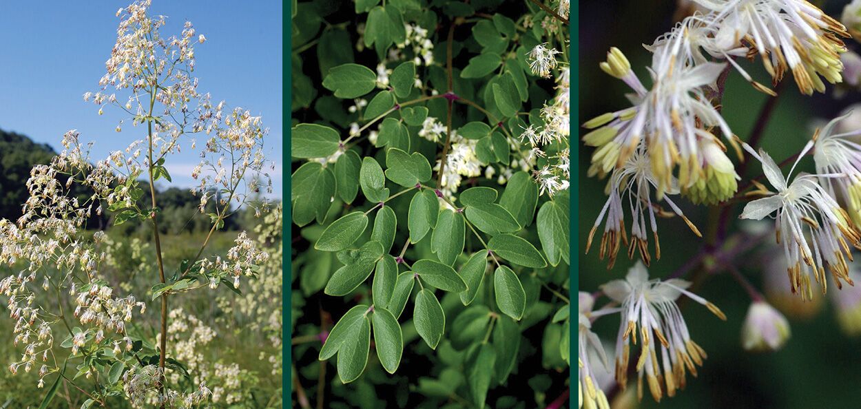 Purple Meadow Rue | Johnson's Nursery | KB