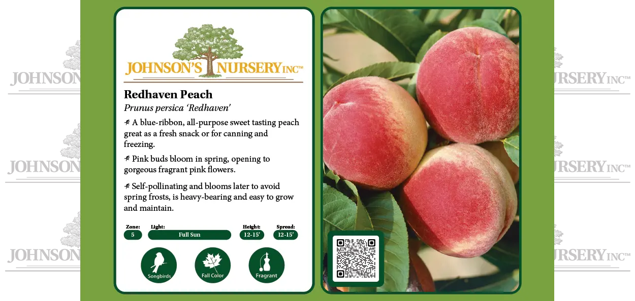 Redhaven Peach | Johnson's Nursery | Knowledgebase