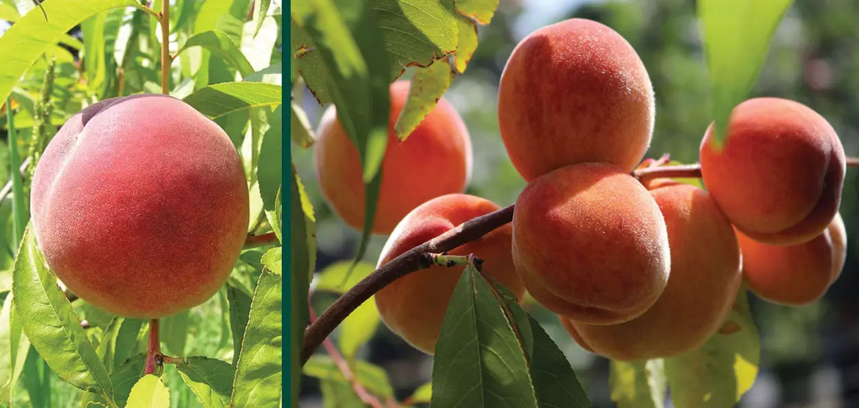 Redhaven Peach | Johnson's Nursery | Knowledgebase