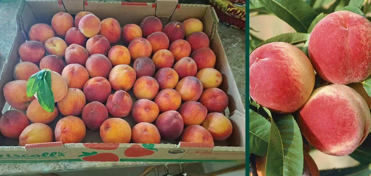 Redhaven Peach | Johnson's Nursery | Knowledgebase