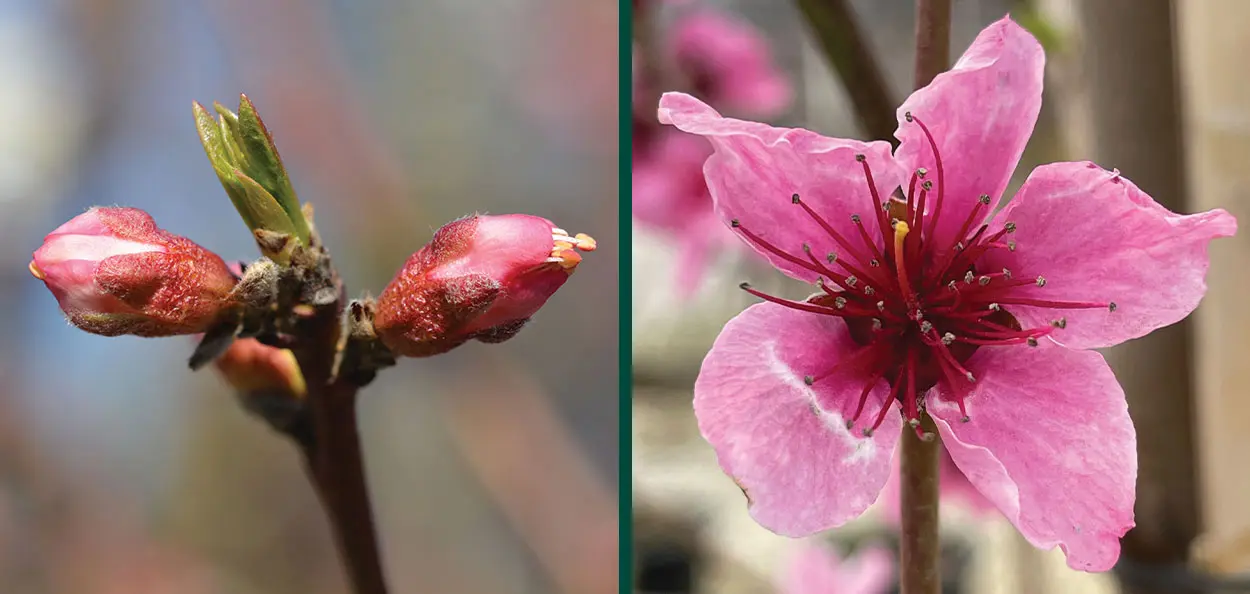 Redhaven Peach | Johnson's Nursery | Knowledgebase