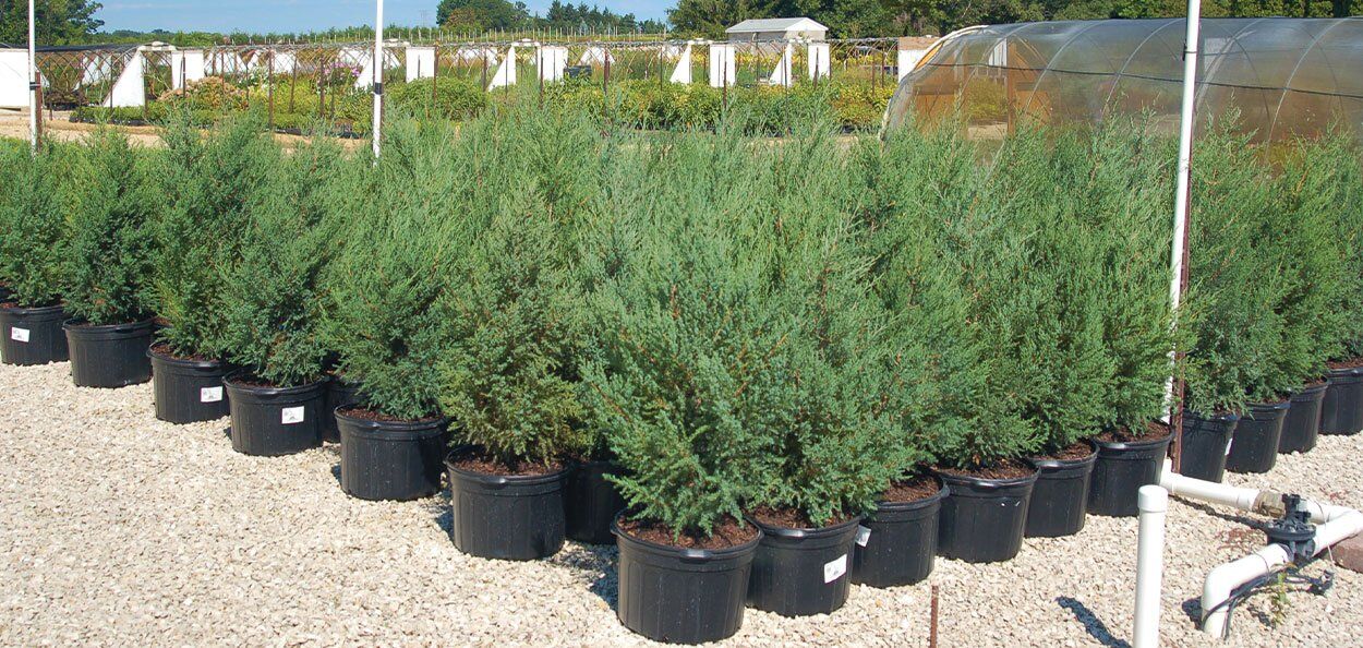 Eastern Red Cedar | Johnson's Nursery | KB