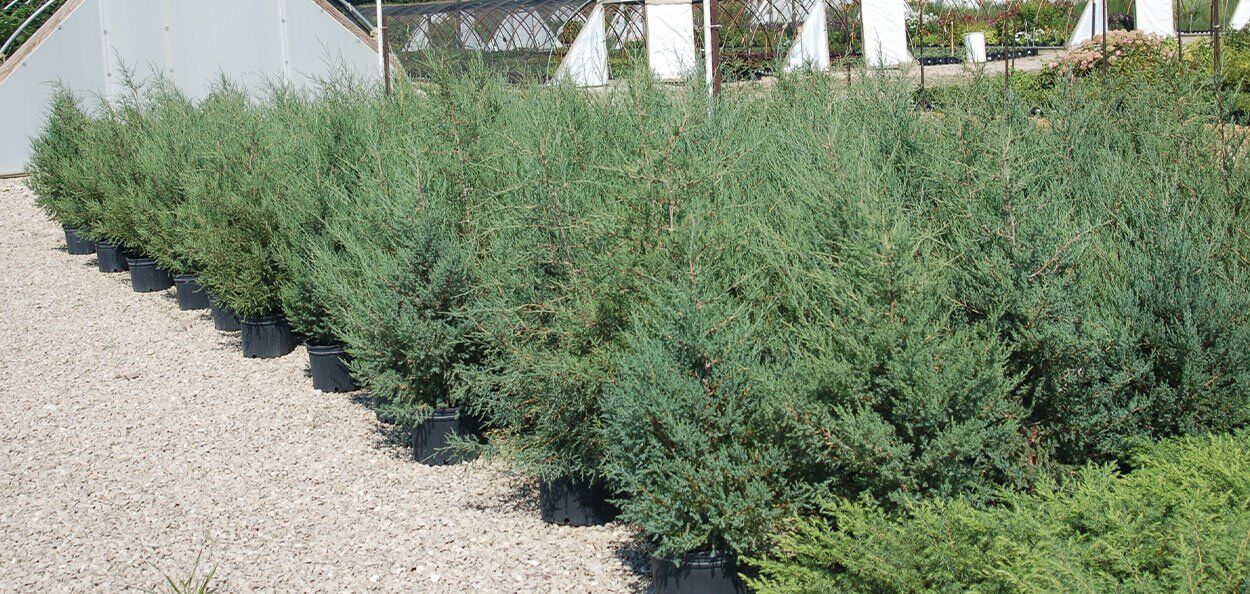 Eastern Red Cedar | Johnson's Nursery | KB