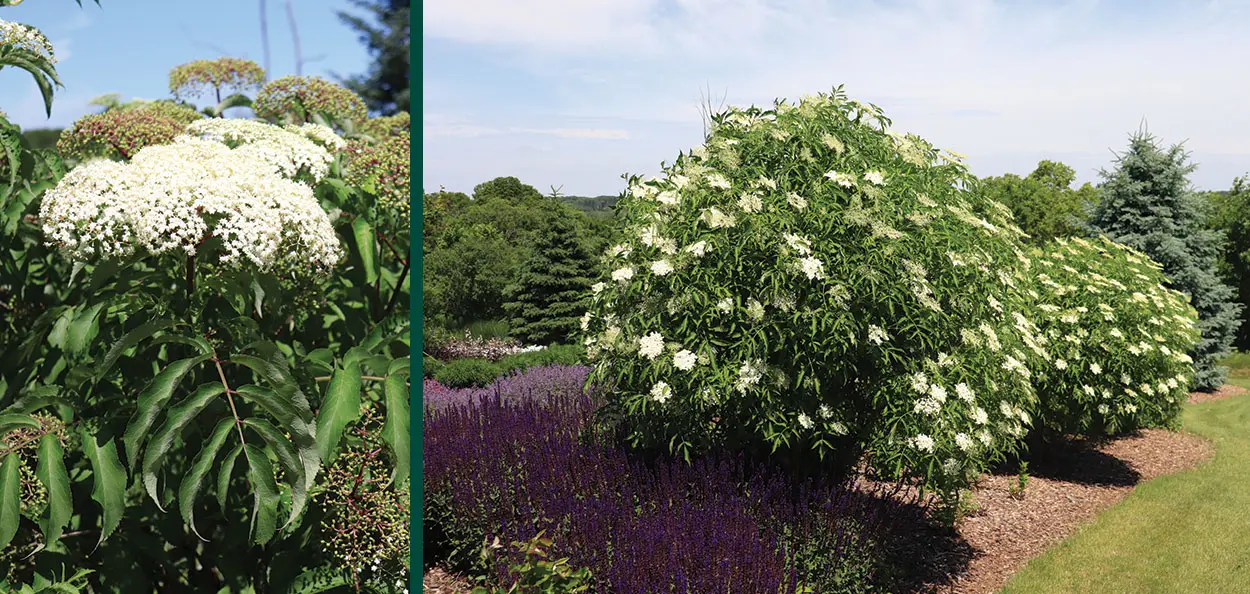 Scarlet Elderberry | Johnson's Nursery | KB
