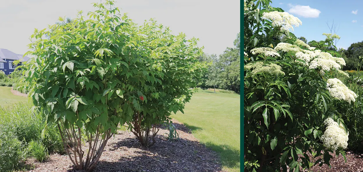 Scarlet Elderberry | Johnson's Nursery | KB