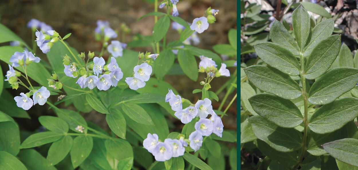 Jacobs Ladder Plant Info Jacob's Ladder | Plant By Number