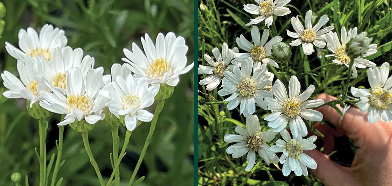 Upland White Goldenrod | Johnson's Nursery | KB