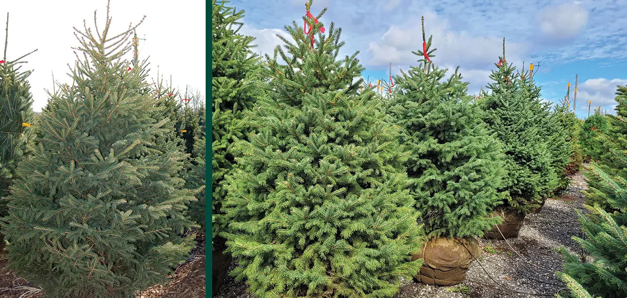 Black Hills Spruce | Johnson's Nursery | KB