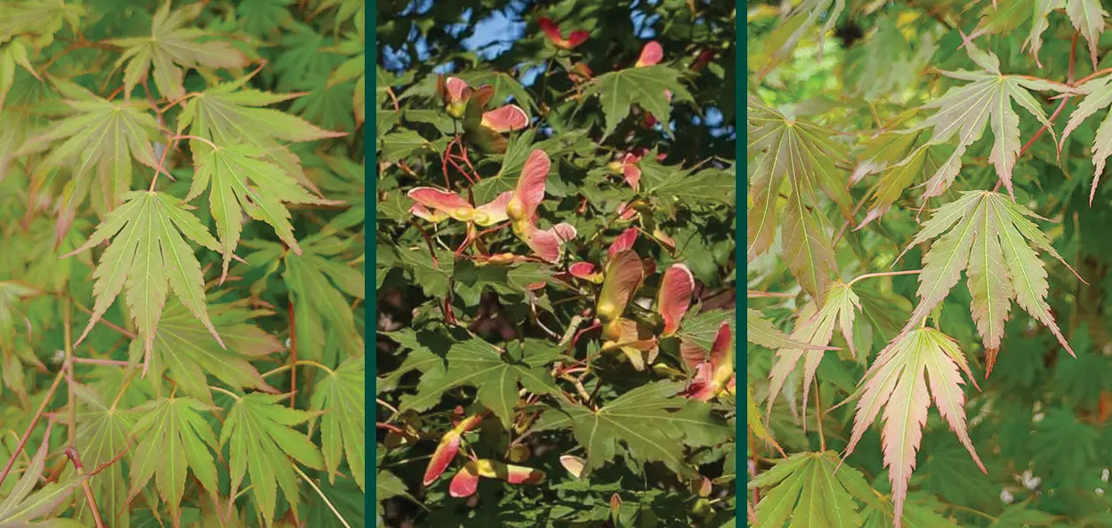 North Wind® Maple | Johnson's Nursery | KB