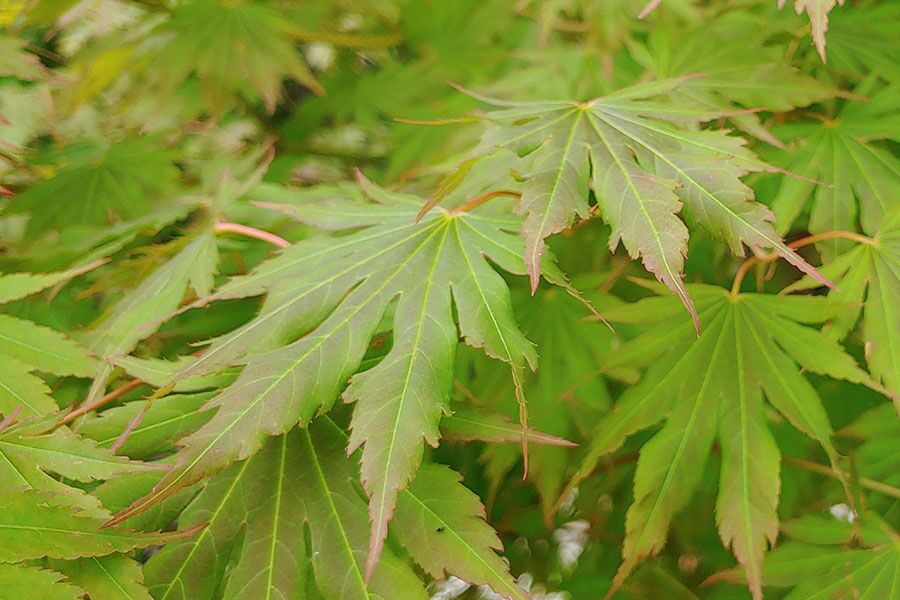 North Wind® Maple | Johnson's Nursery | KB
