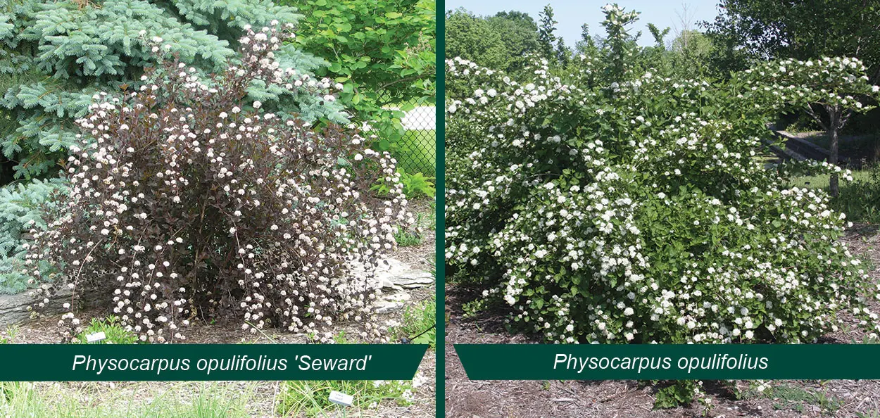Nativar vs Native | Johnson's Nursery | KB