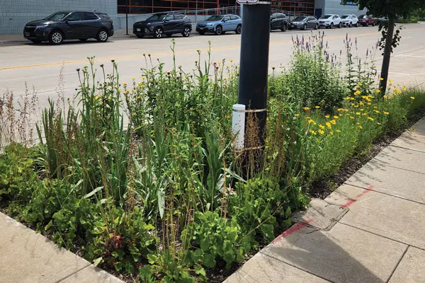 Plugs | Johnson's Nursery | KB