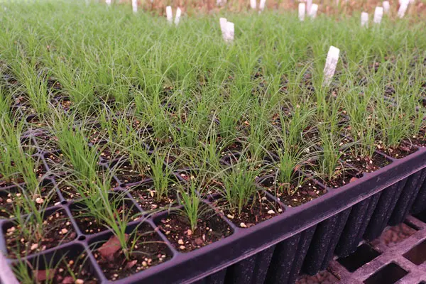 Plugs | Johnson's Nursery | KB