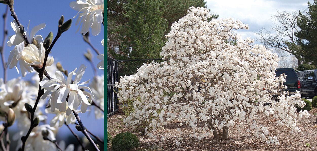 Royal Star Magnolia | Johnson's Nursery | KB