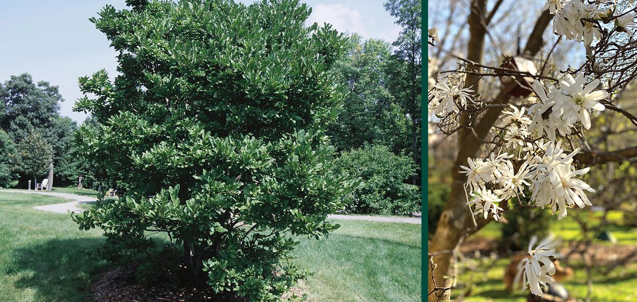 Dwarf Royal Star Magnolia Tree Royal Star Magnolia | Royal Star