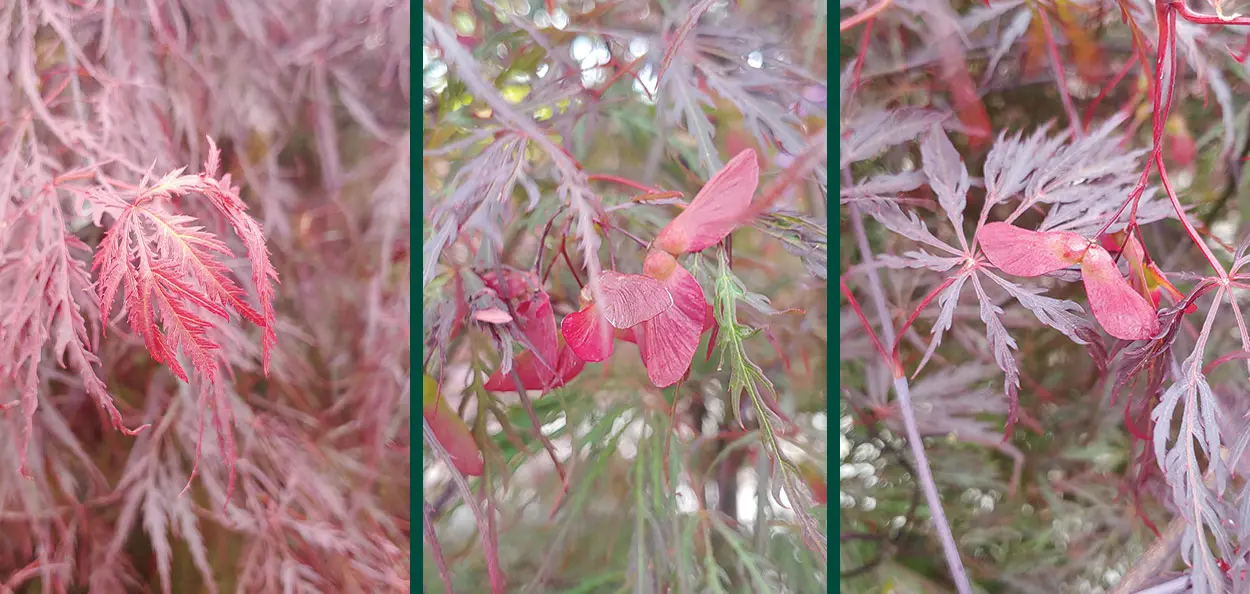 Crimson Queen Japanese Maple | Johnson's Nursery | KB