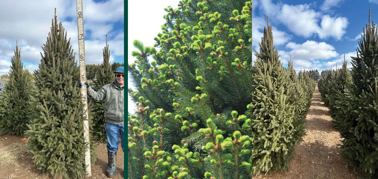 Cypress Spruce | Johnson's Nursery | KB