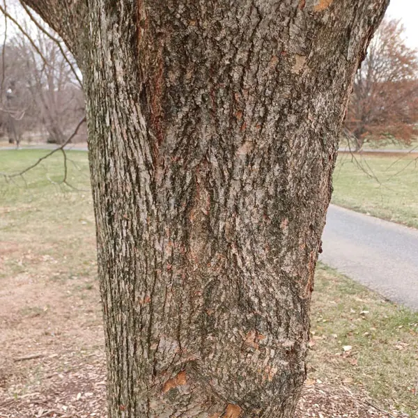 Exfoliating Bark | Johnson's Nursery | KB
