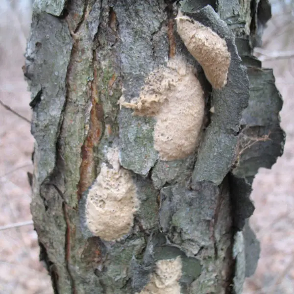 Exfoliating Bark | Johnson's Nursery | KB