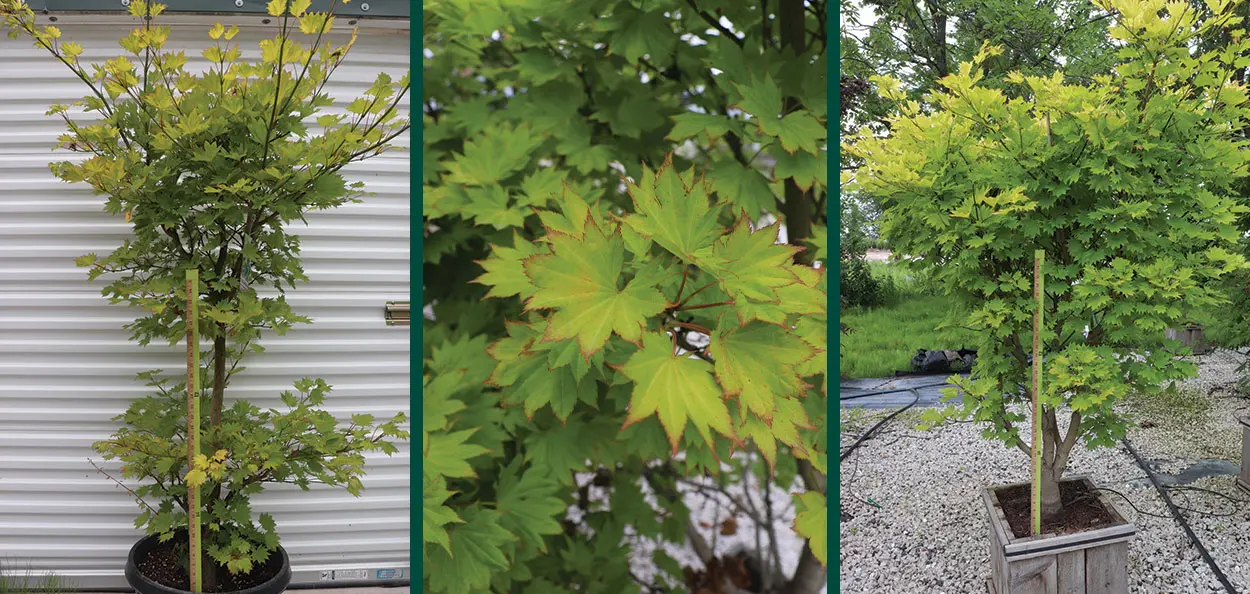 Golden Full Moon Maple | Johnson's Nursery | KB