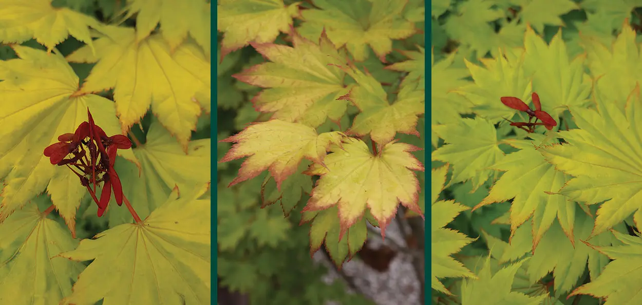 Golden Full Moon Maple | Johnson's Nursery | KB