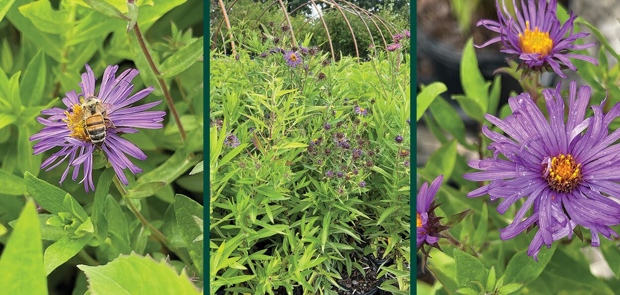 New England Aster | Johnson's Nursery | KB