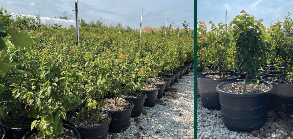 Musclewood | Johnson's Nursery | KB