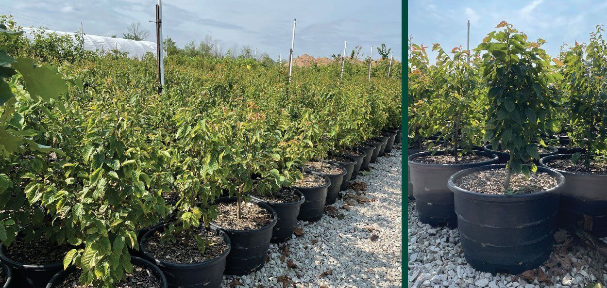 Musclewood | Johnson's Nursery | KB