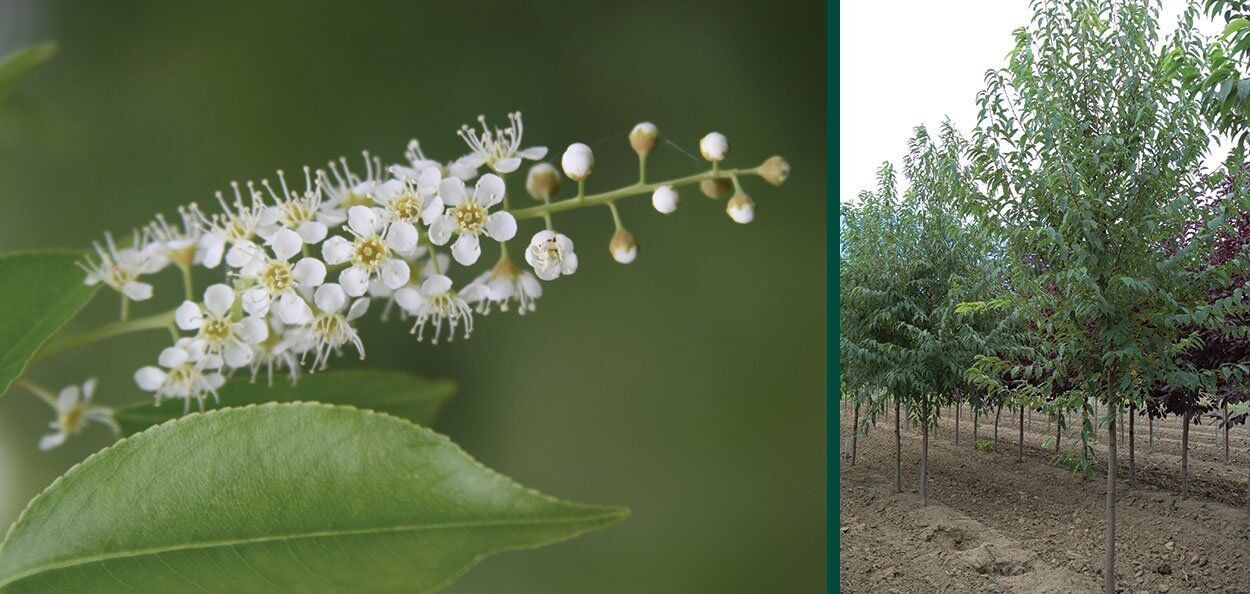 Black Cherry | Johnson's Nursery | KB