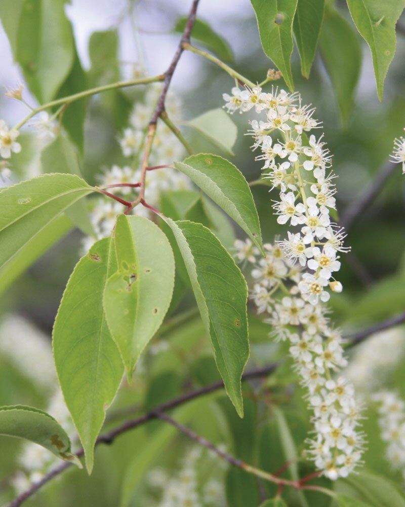 Wisconsin Native Trees | Johnson's Nursery | Knowledgebase