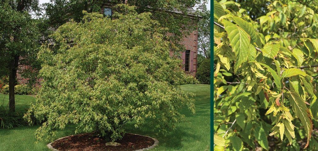 Musclewood | Johnson's Nursery | KB