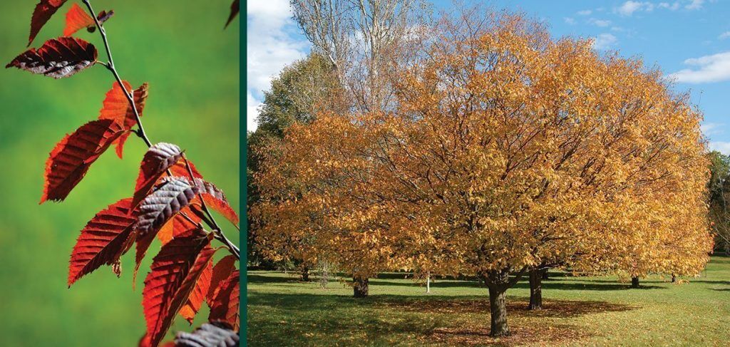 Musclewood | Johnson's Nursery | KB