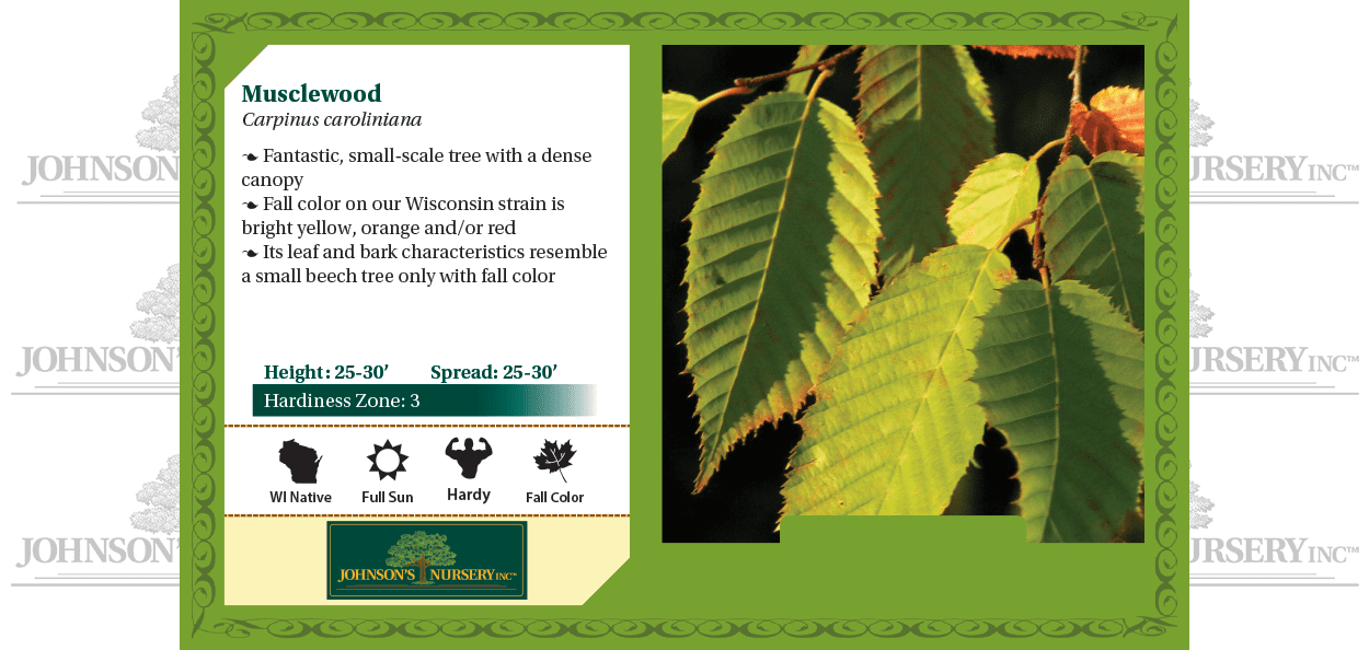 Musclewood | Johnson's Nursery | KB