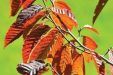 Musclewood | Johnson's Nursery | KB