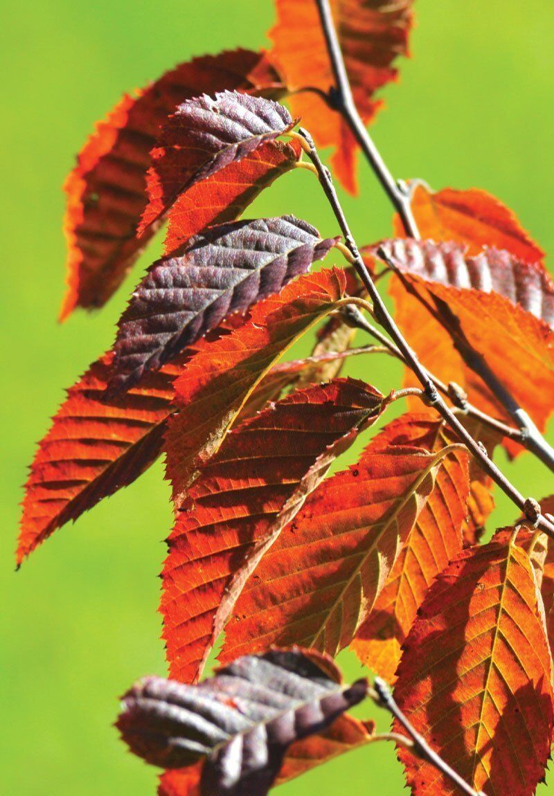 Wisconsin Native Trees | Johnson's Nursery | Knowledgebase