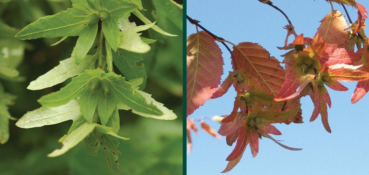 Musclewood | Johnson's Nursery | KB