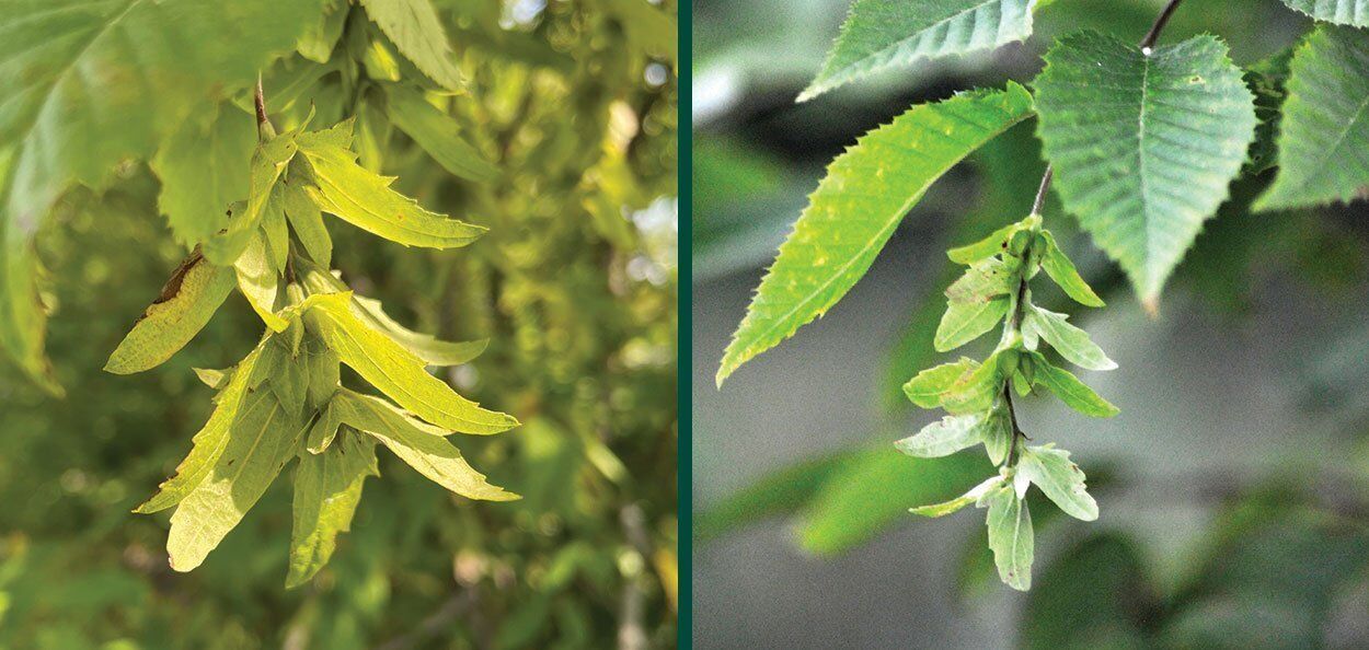 Musclewood | Johnson's Nursery | KB