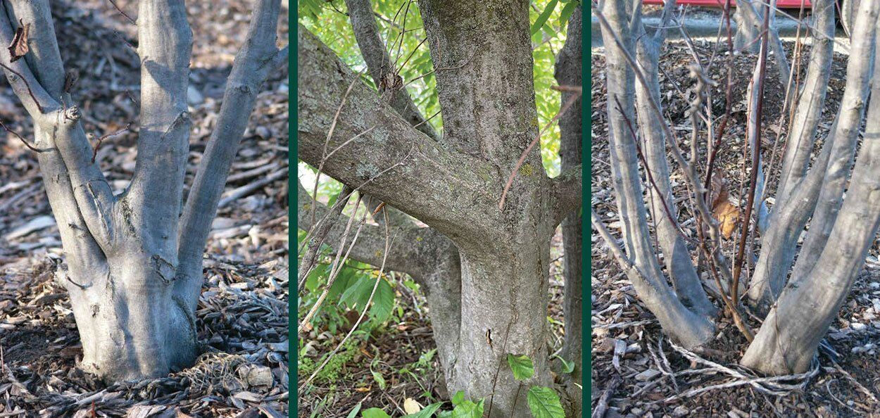 Musclewood | Johnson's Nursery | KB