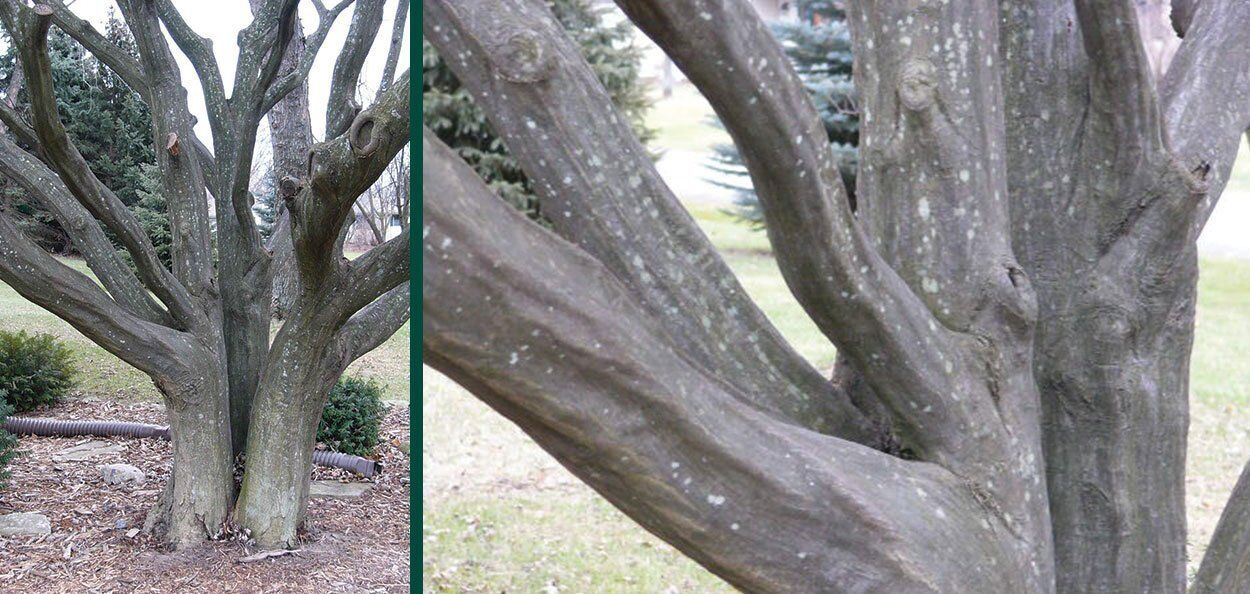 Musclewood | Johnson's Nursery | KB