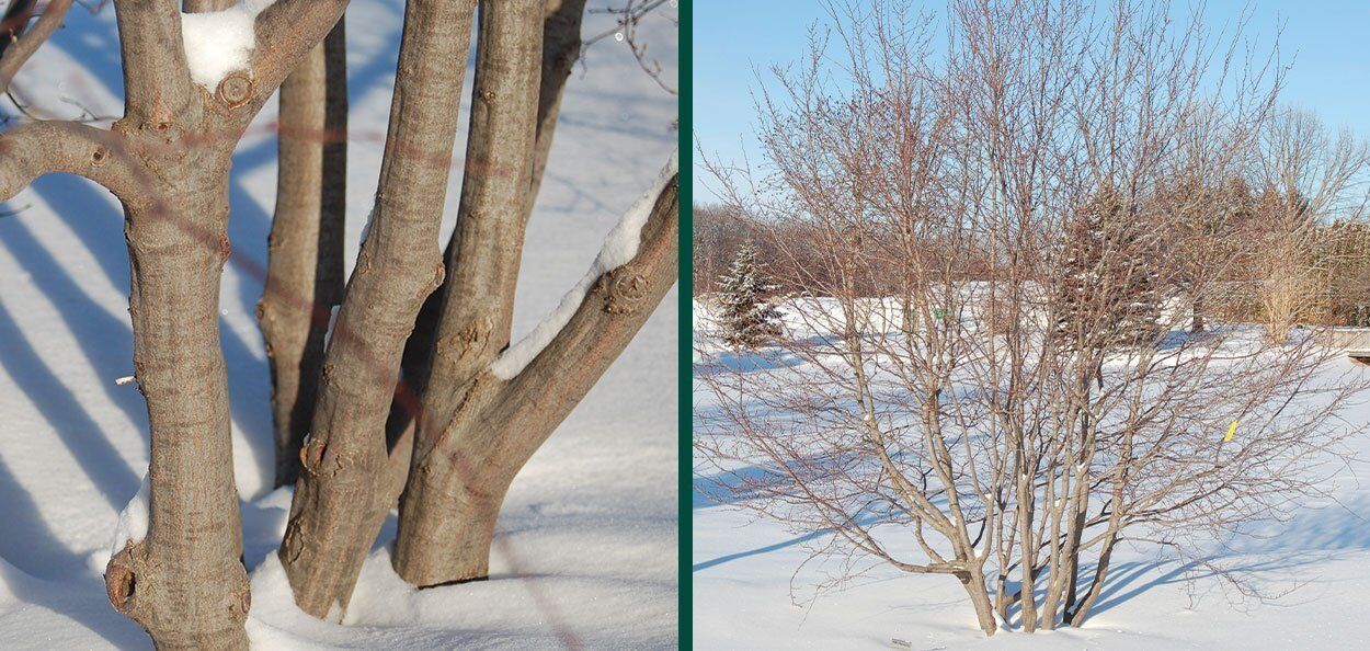 Musclewood | Johnson's Nursery | KB