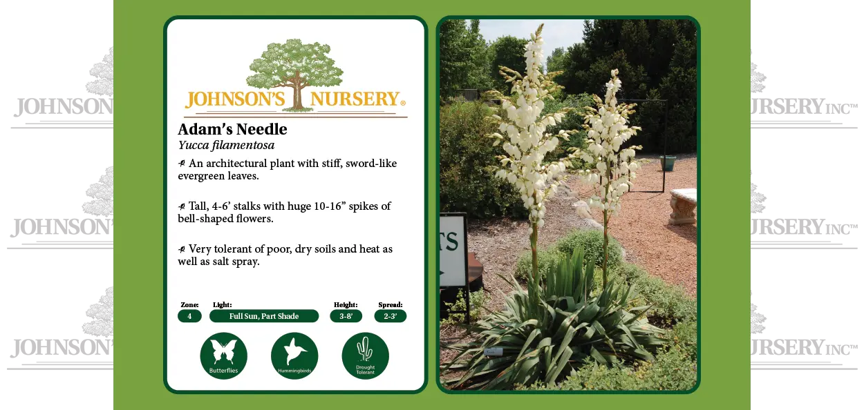 Adam's Needle Yucca | Johnson's Nursery | KB