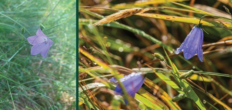 Blue Harebell (Bellflower) | Johnson's Nursery | KB