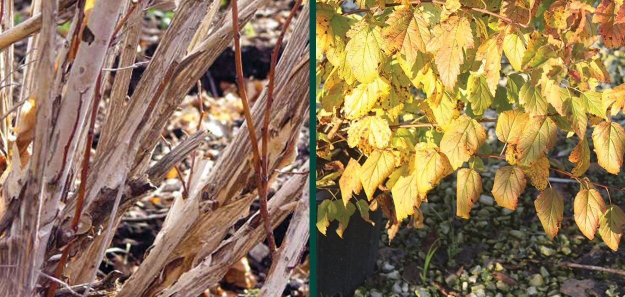 Common Ninebark | Johnson's Nursery | KB