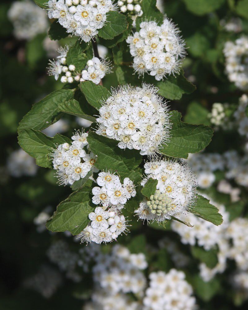 Wisconsin Native Shrubs | Johnson's Nursery | Knowledgebase